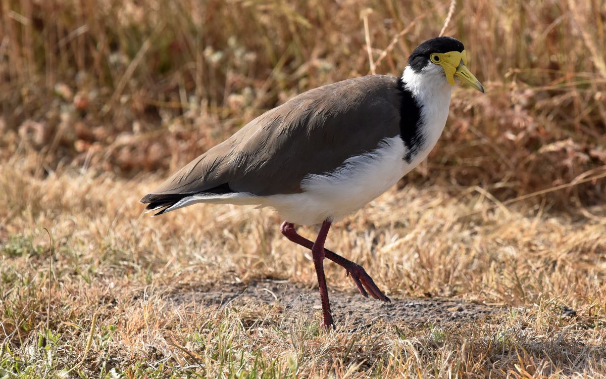 The Birds | Orford Bird Sanctuary